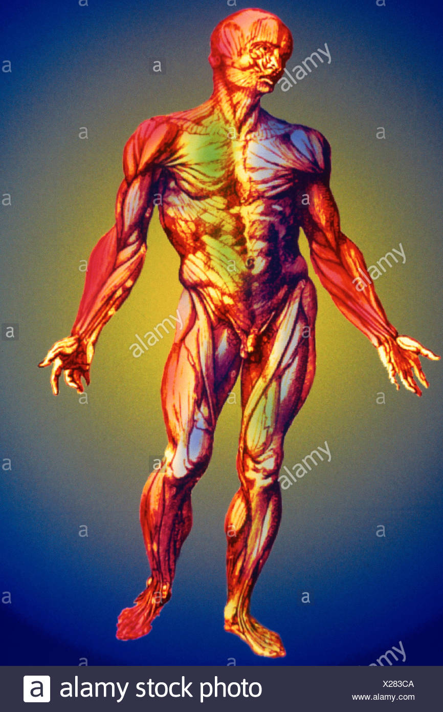 Striated Muscles Stock Photos & Striated Muscles Stock Images - Alamy