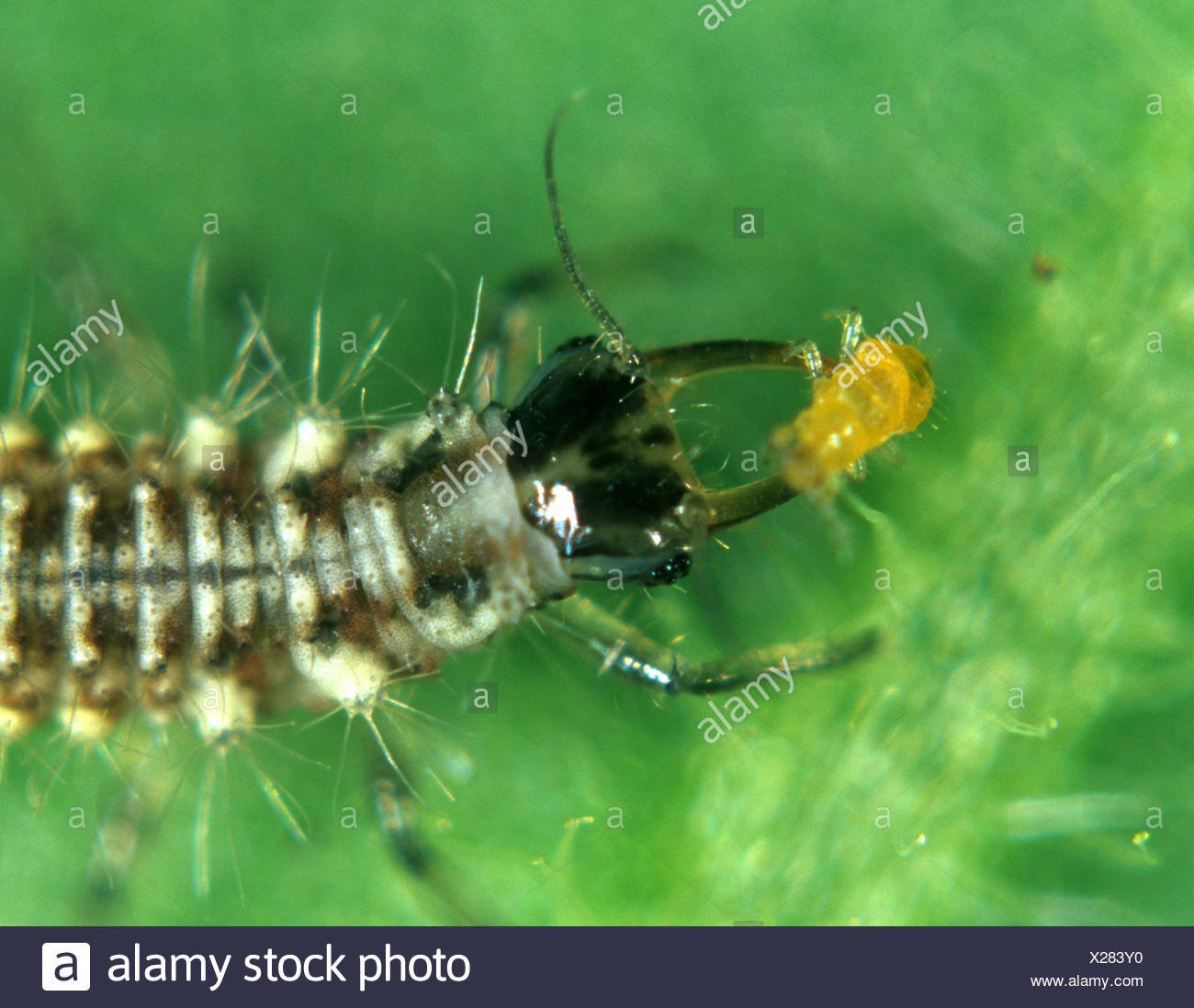 Green Lacewing Larva High Resolution Stock Photography and Images - Alamy
