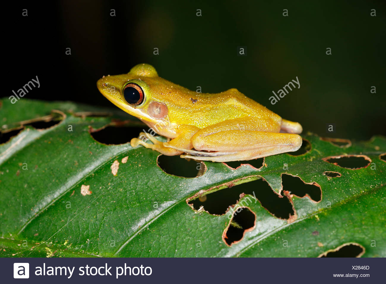Frog In The Park High Resolution Stock Photography and Images - Alamy