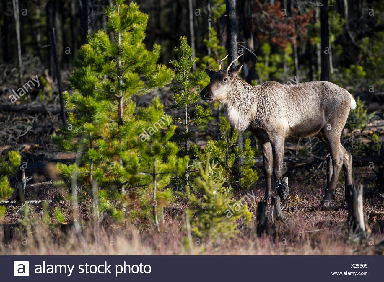 Female Caribou High Resolution Stock Photography and Images - Alamy
