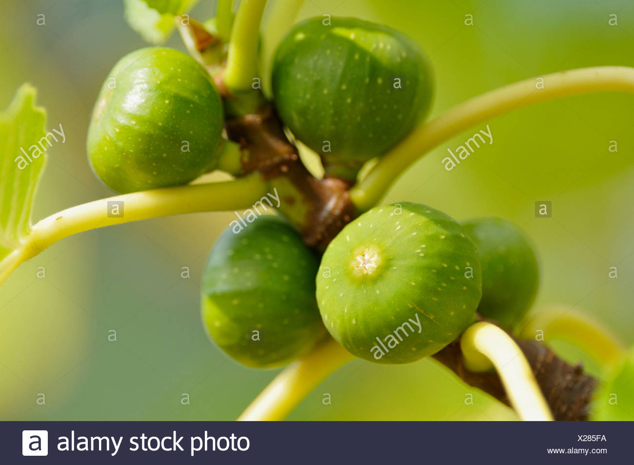 Edible Figs Ficus Carica High Resolution Stock Photography and Images ...