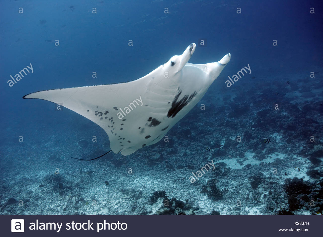 Floating Manta High Resolution Stock Photography and Images - Alamy