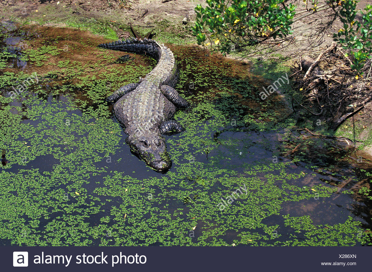 Alligator In Swamp High Resolution Stock Photography and Images - Alamy