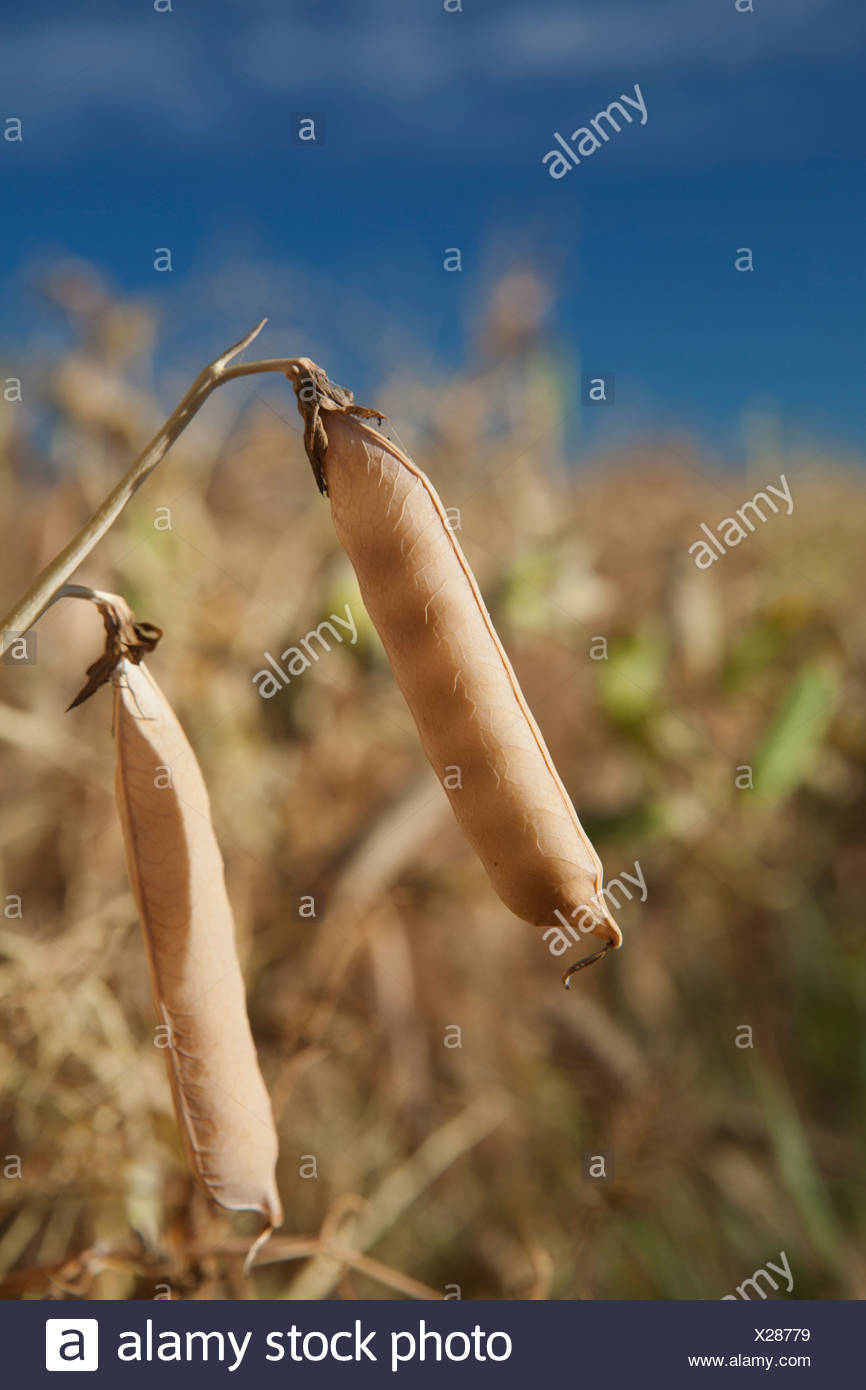 Plant Pea High Resolution Stock Photography and Images - Alamy