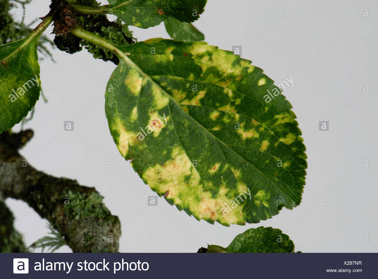 Mosaic Virus High Resolution Stock Photography and Images - Alamy