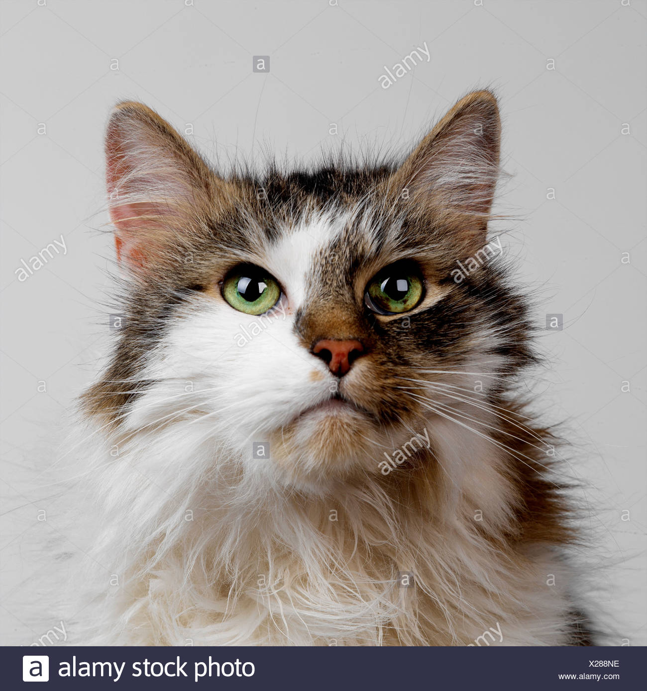 Adult Tabby Cat Stock Photos & Adult Tabby Cat Stock Images - Alamy