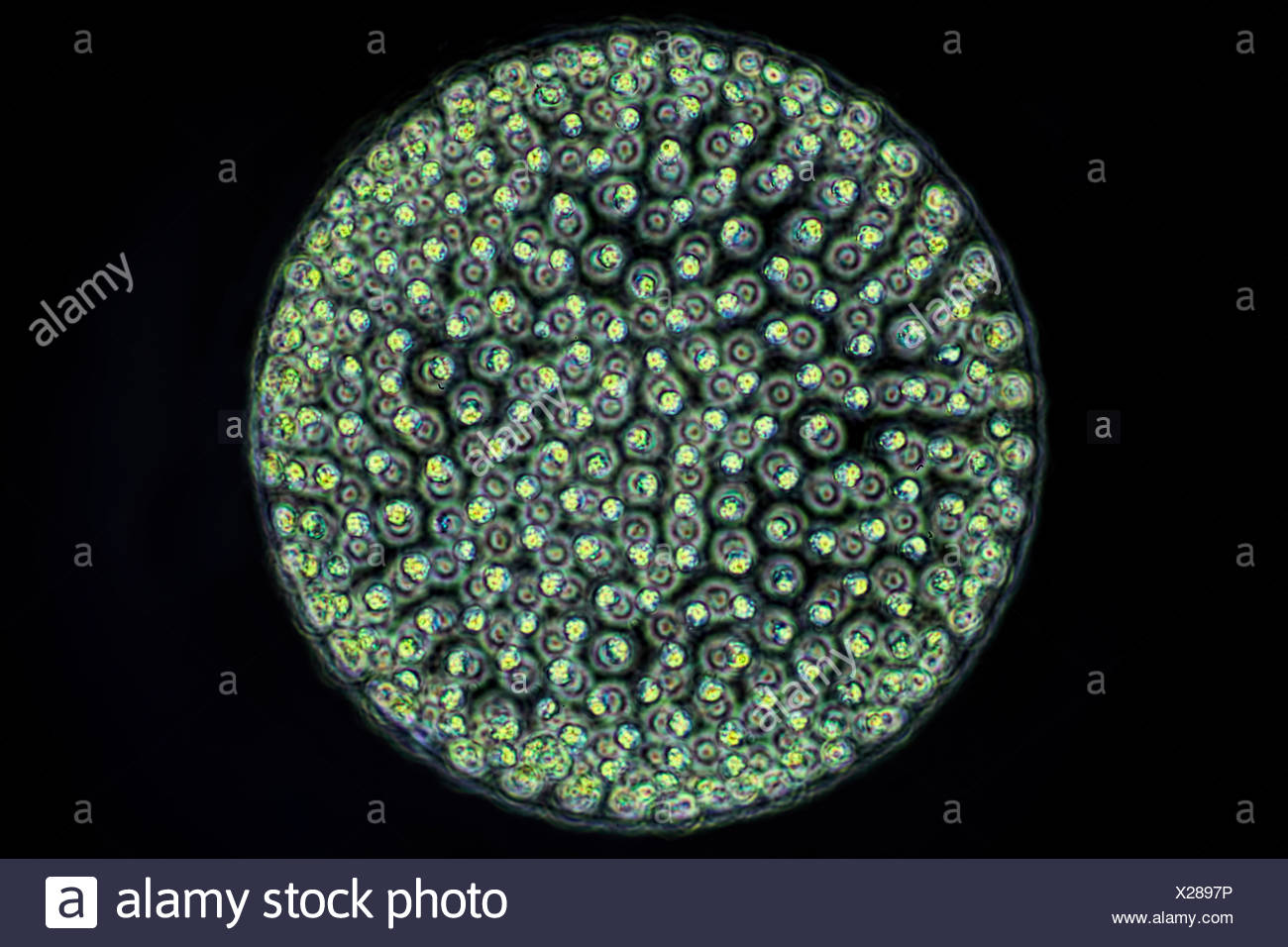 Volvox And (alga Or Algae) High Resolution Stock Photography and Images ...