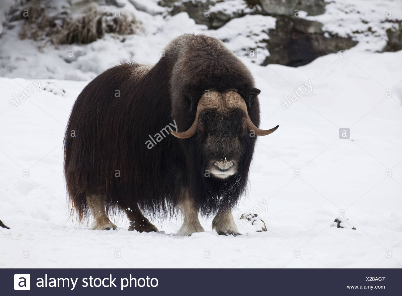 Moschustier High Resolution Stock Photography and Images - Alamy