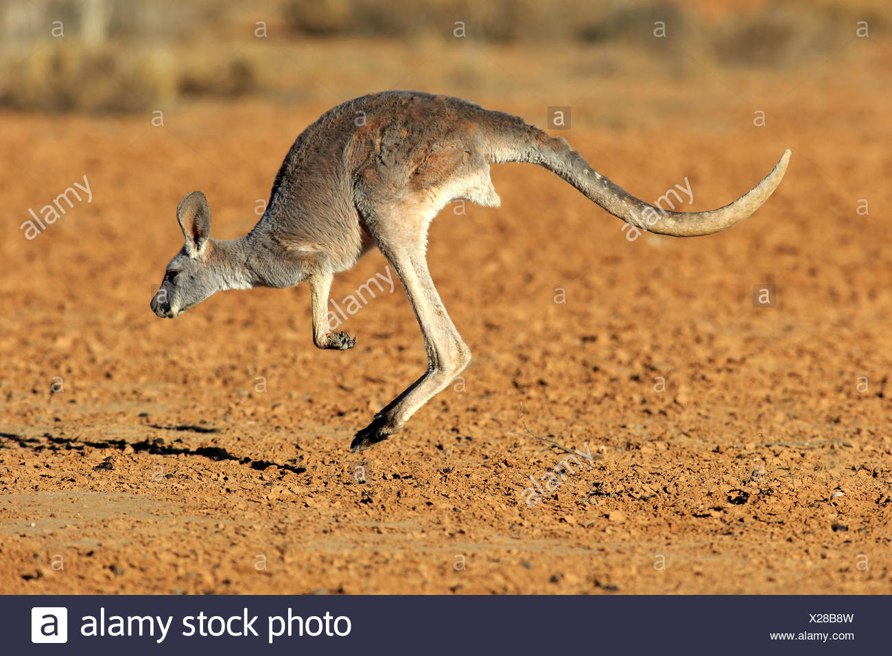 Red Kangaroo Jumping Stock Photos & Red Kangaroo Jumping Stock Images ...
