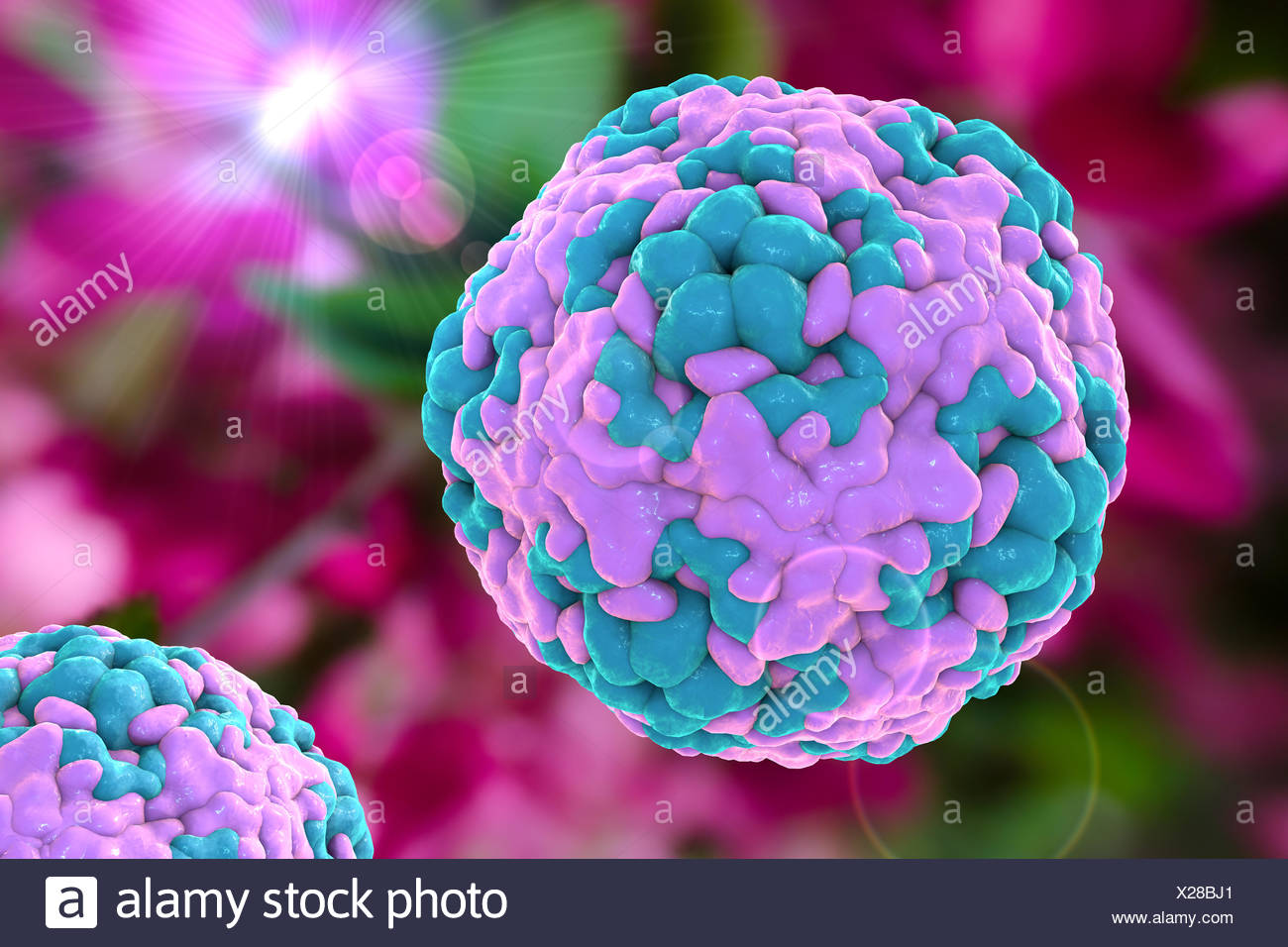 Enterovirus High Resolution Stock Photography and Images - Alamy