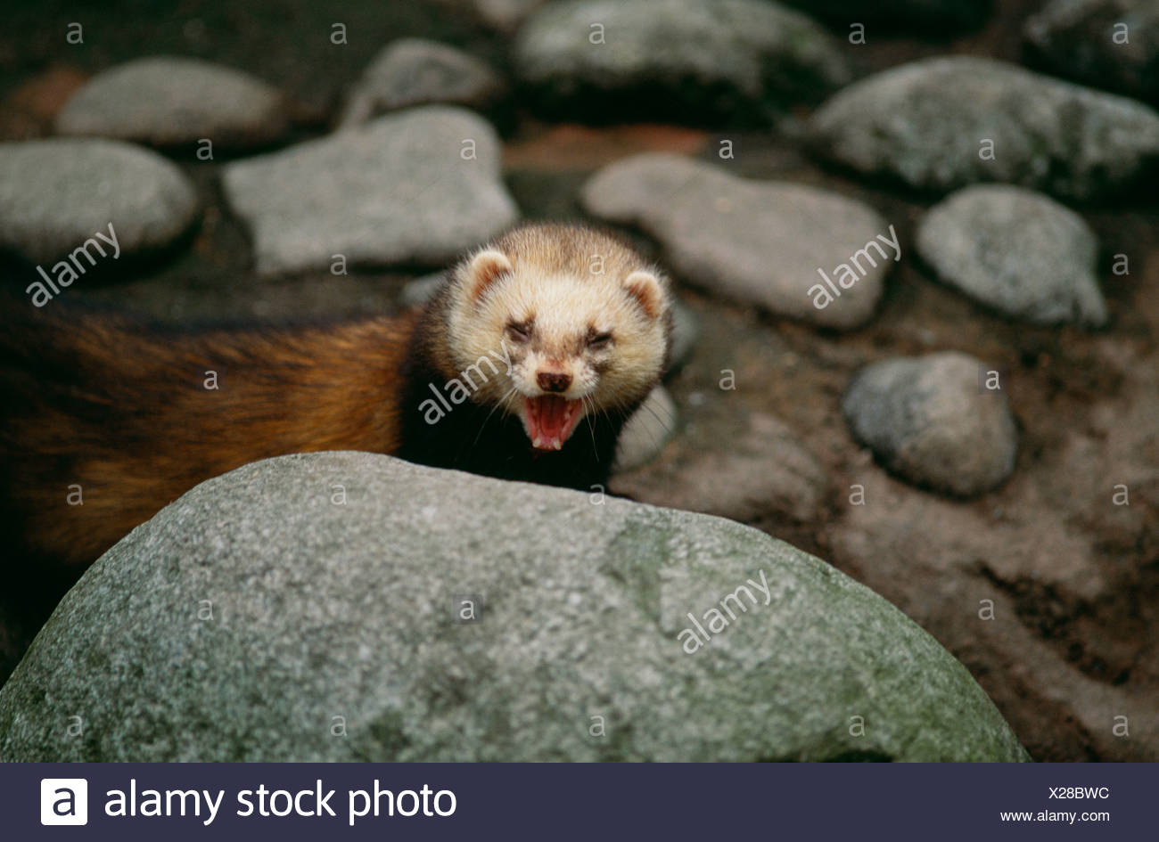 Rock Theme High Resolution Stock Photography and Images - Alamy