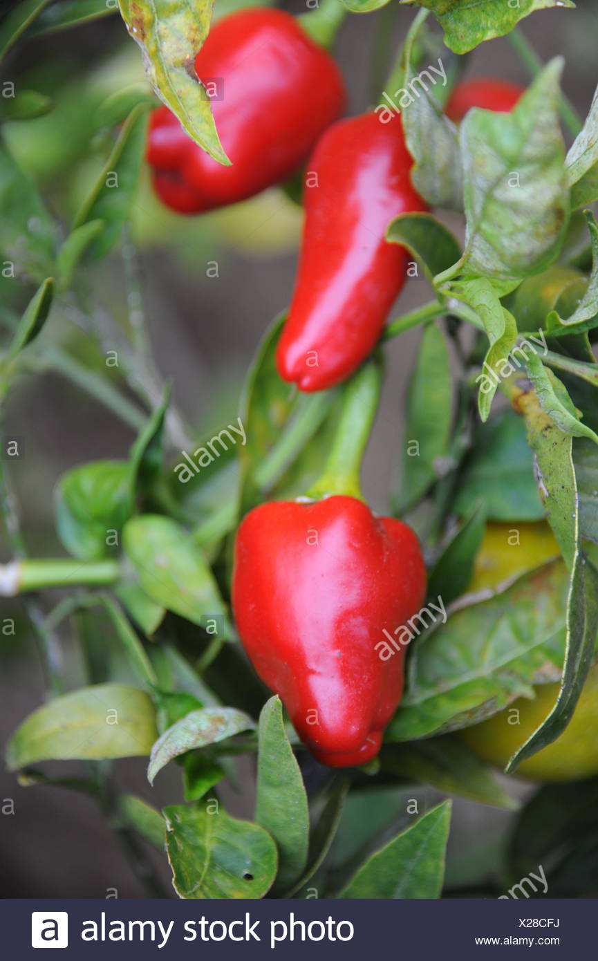 Pfefferoni High Resolution Stock Photography and Images - Alamy