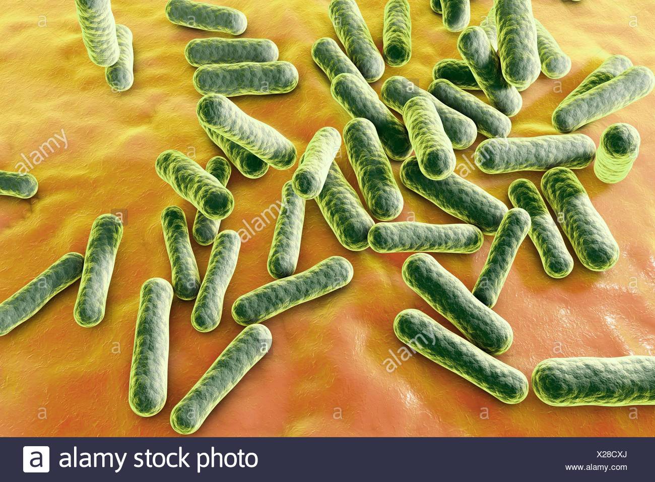 Non Pathogenic Bacteria