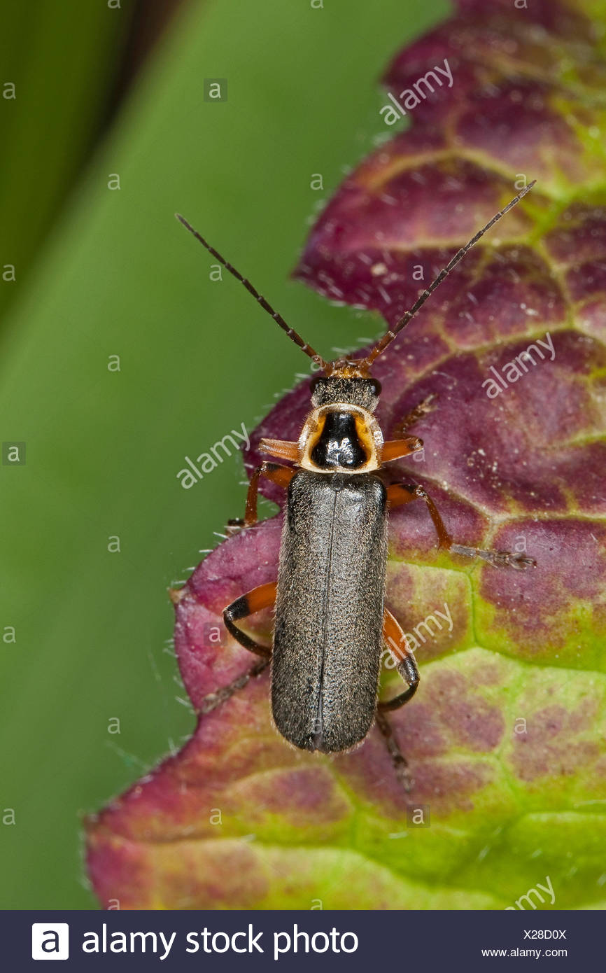 Cantharidae Soldier Beetles Stock Photos & Cantharidae Soldier Beetles ...