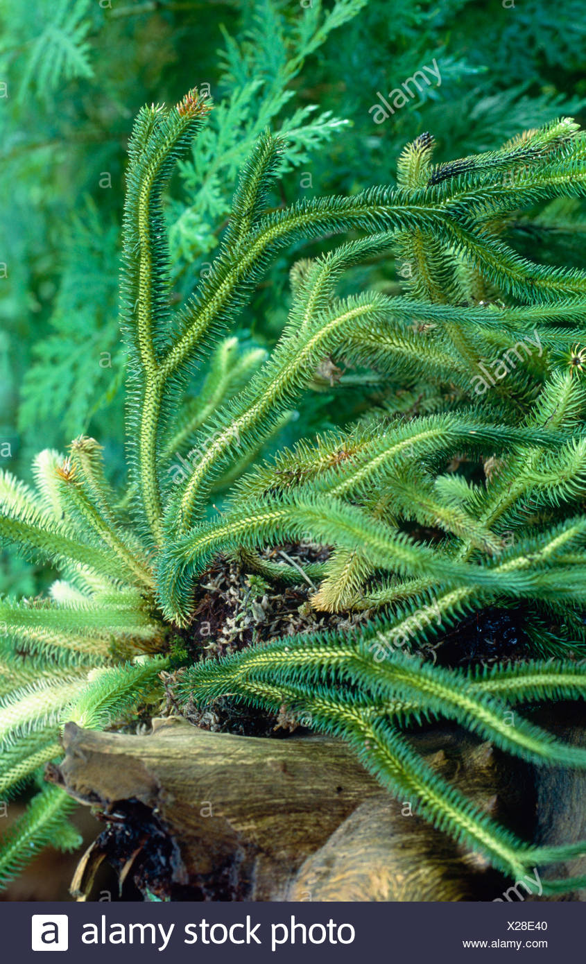 Tassel Fern High Resolution Stock Photography and Images - Alamy