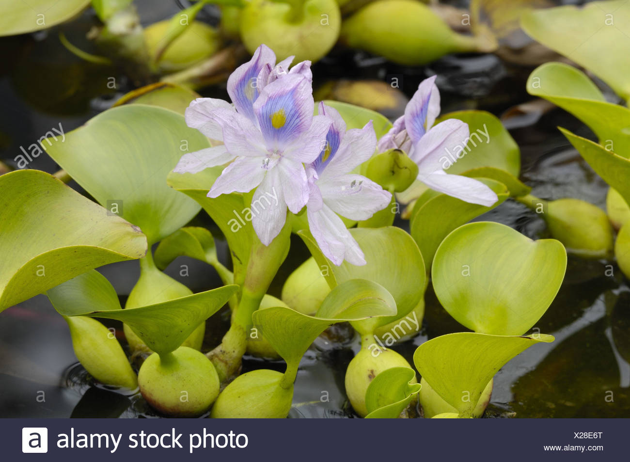 Water Hyacinth High Resolution Stock Photography and Images - Alamy