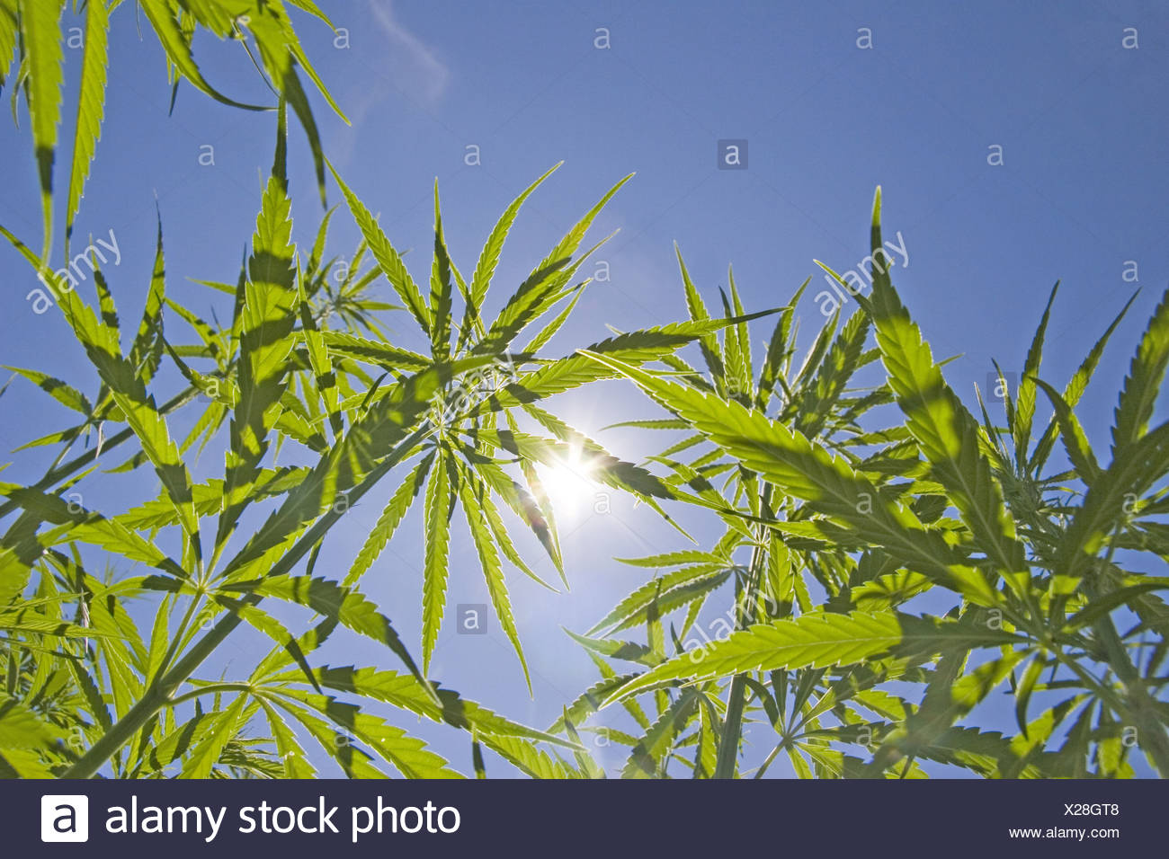 Mary Jane Cannabis High Resolution Stock Photography and Images - Alamy