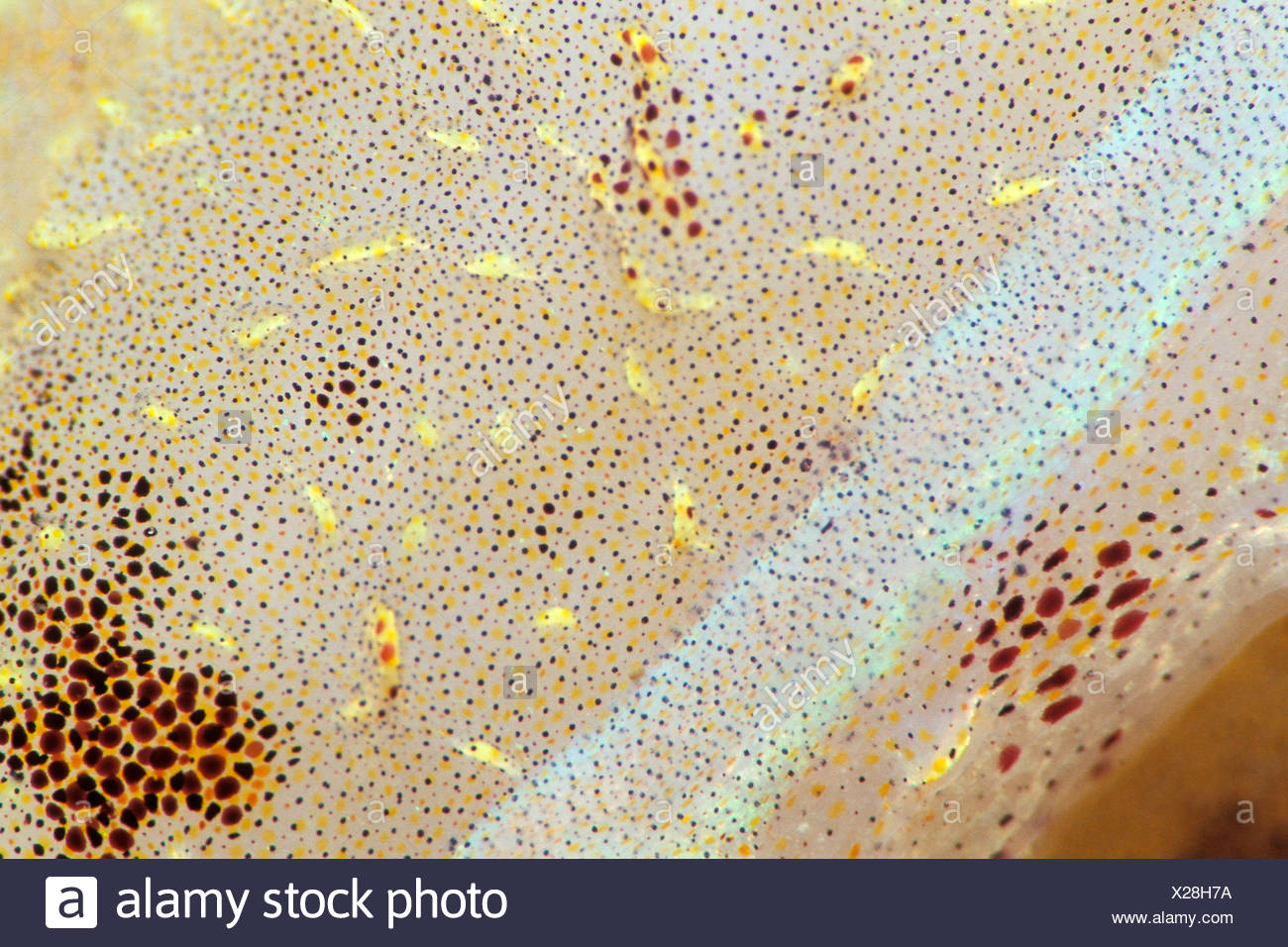 Sepia Sp High Resolution Stock Photography and Images - Alamy