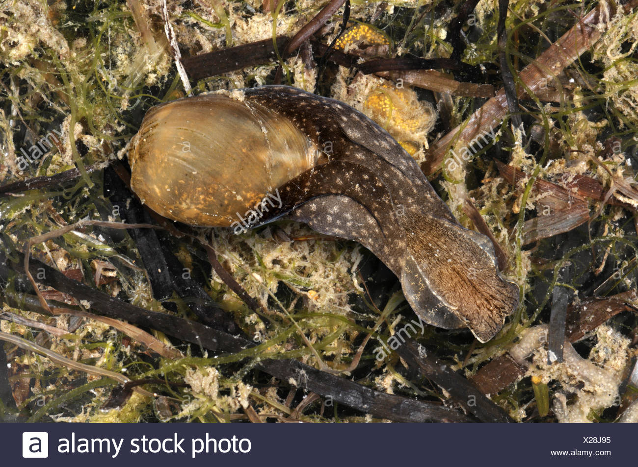 Akera Bullata High Resolution Stock Photography and Images - Alamy