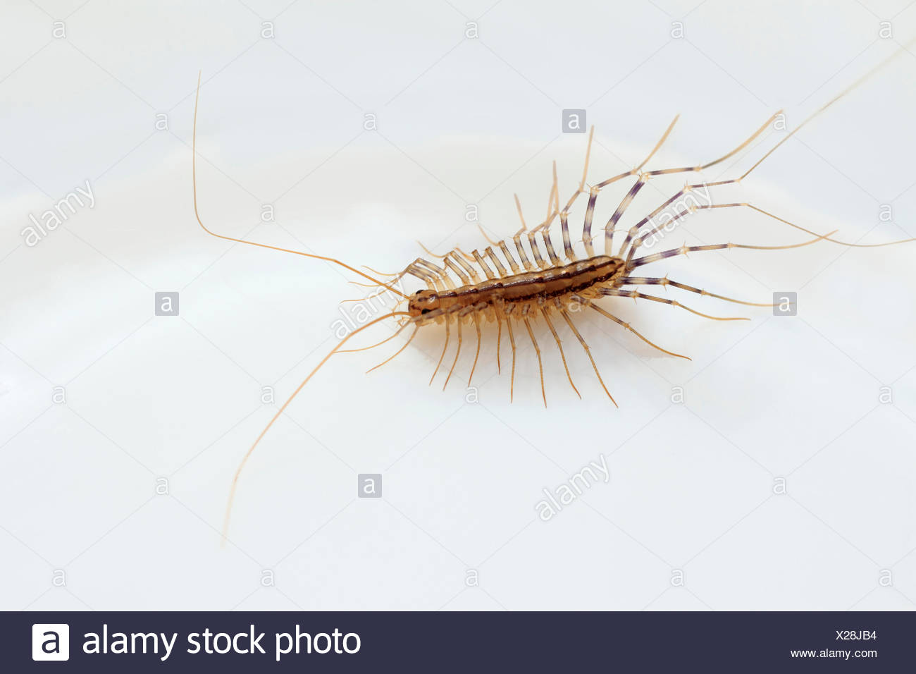 Thousand Leggers Stock Photos & Thousand Leggers Stock Images - Alamy