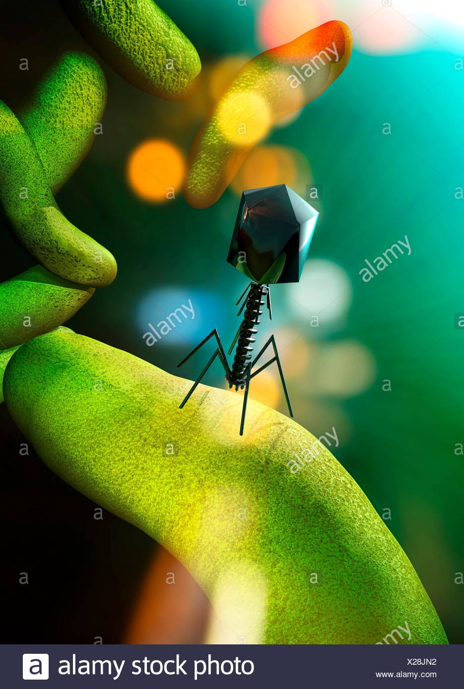 Phage High Resolution Stock Photography and Images - Alamy