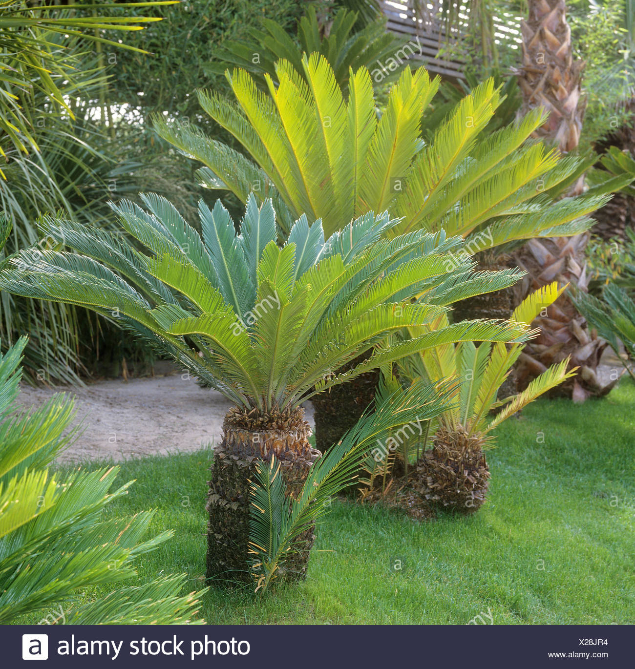 Sago Palms Stock Photos & Sago Palms Stock Images - Alamy