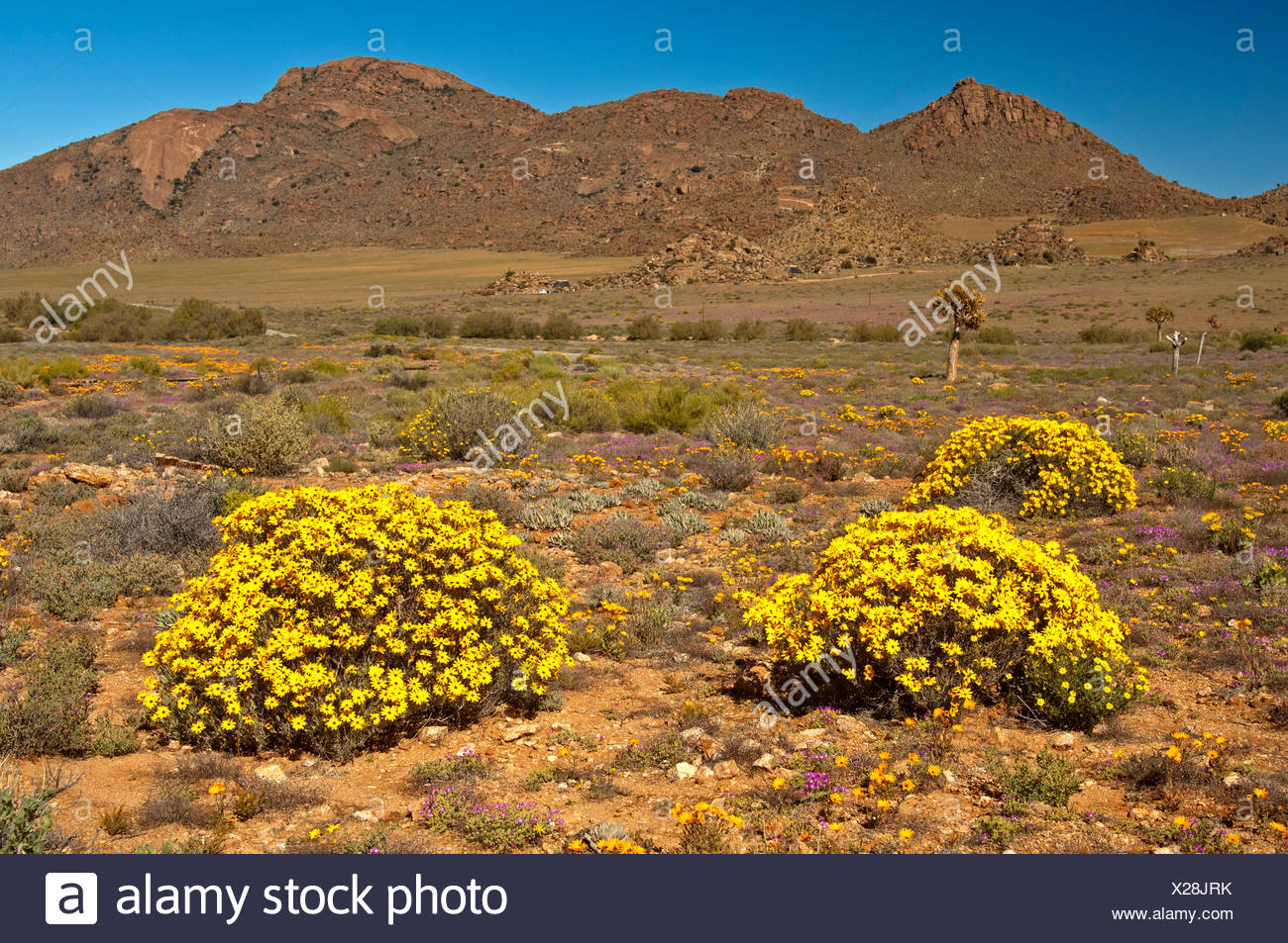 South African Shrub High Resolution Stock Photography and Images - Alamy