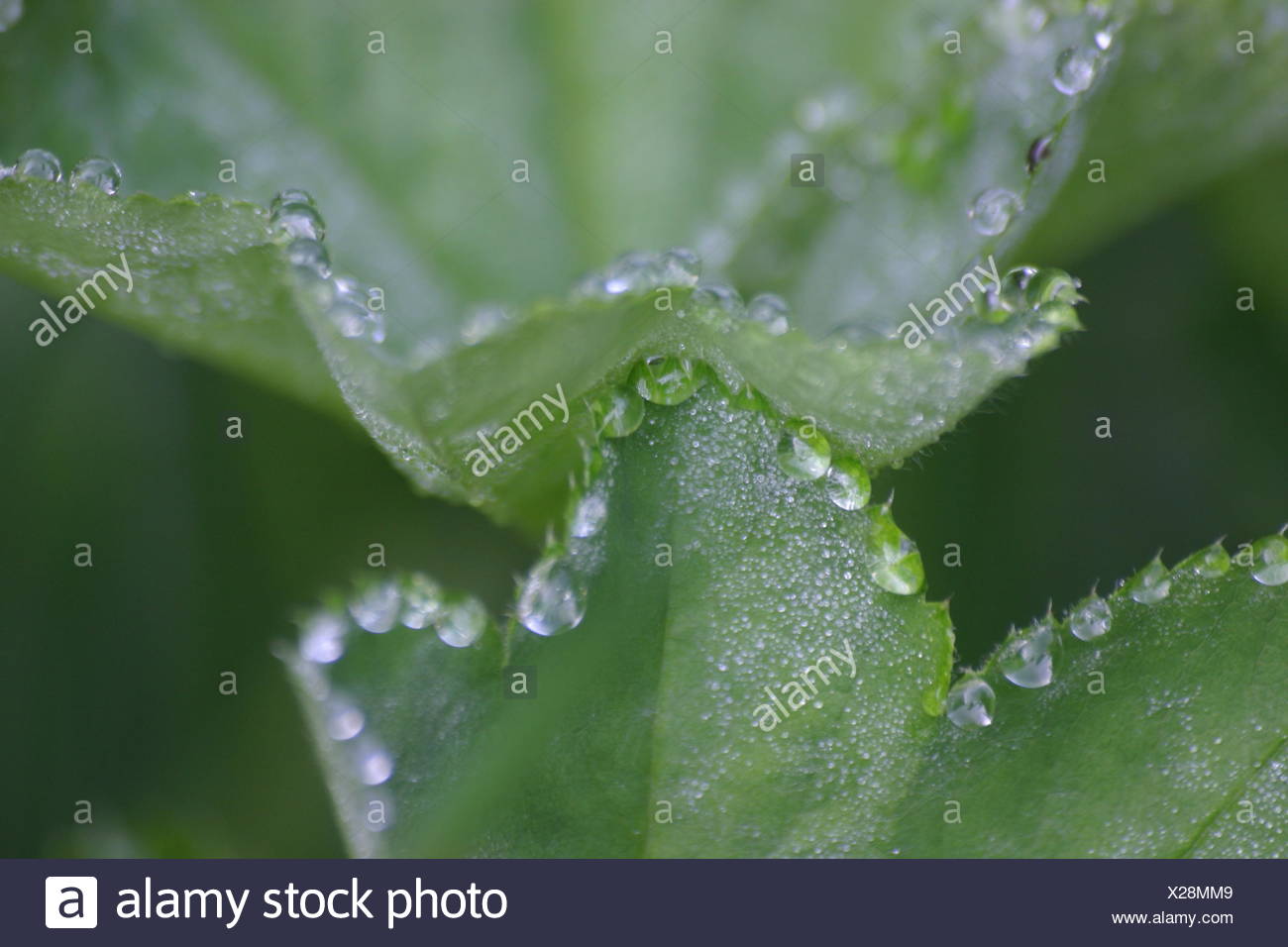 Ridged Leaves High Resolution Stock Photography and Images - Alamy