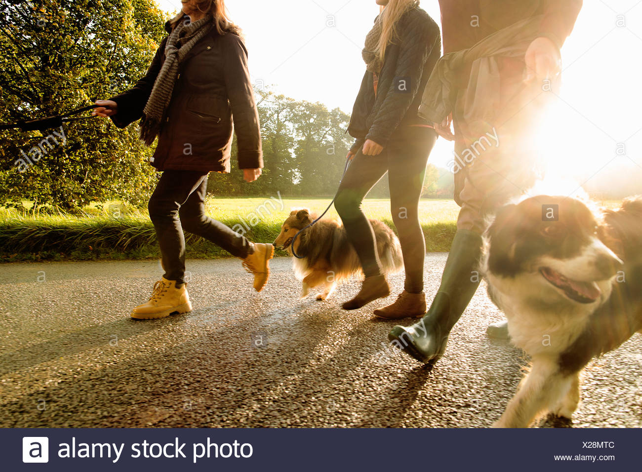 Female Walking Dogs High Resolution Stock Photography and Images - Alamy