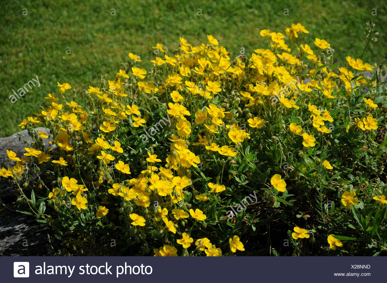 Rockrose Stock Photos & Rockrose Stock Images - Alamy