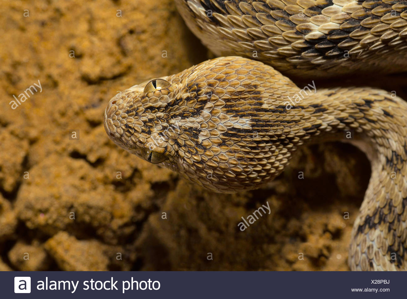 Indian Saw Scaled Viper High Resolution Stock Photography and Images ...