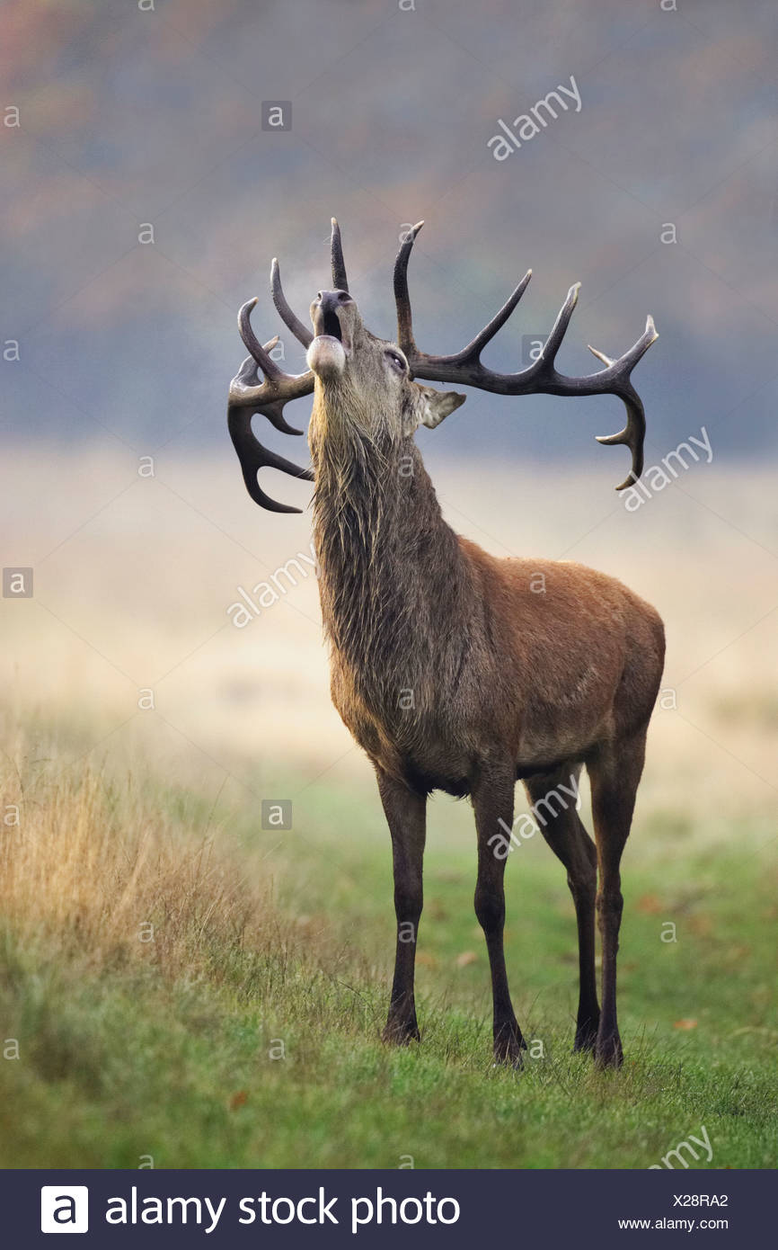 English Red Deer High Resolution Stock Photography and Images - Alamy