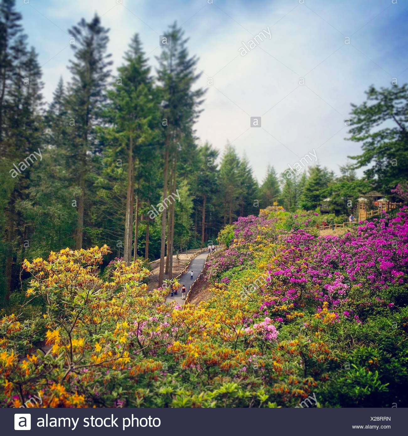 Center Parcs Longleat Forest High Resolution Stock Photography and ...