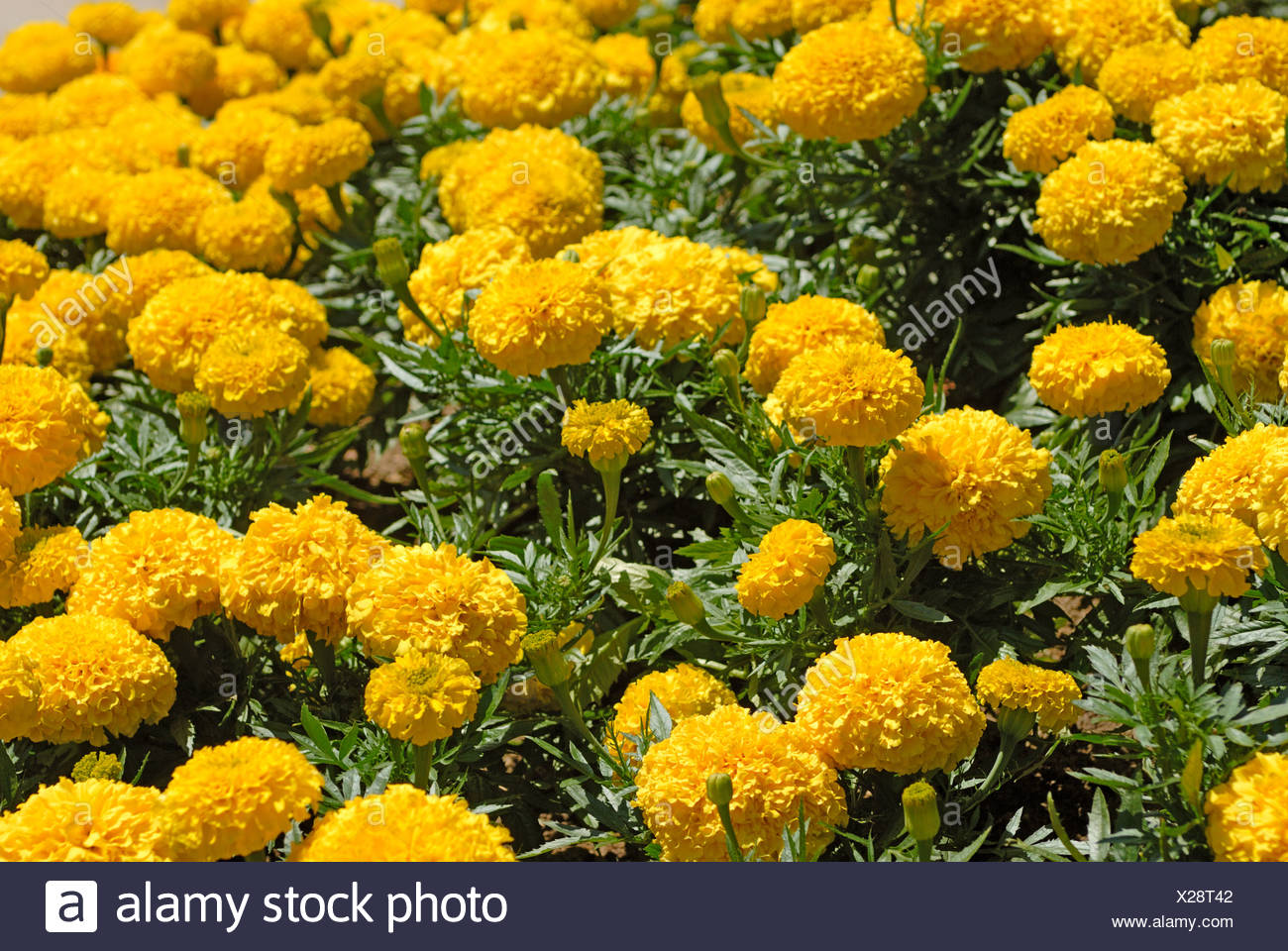 Marigold Flower Crop High Resolution Stock Photography and Images - Alamy