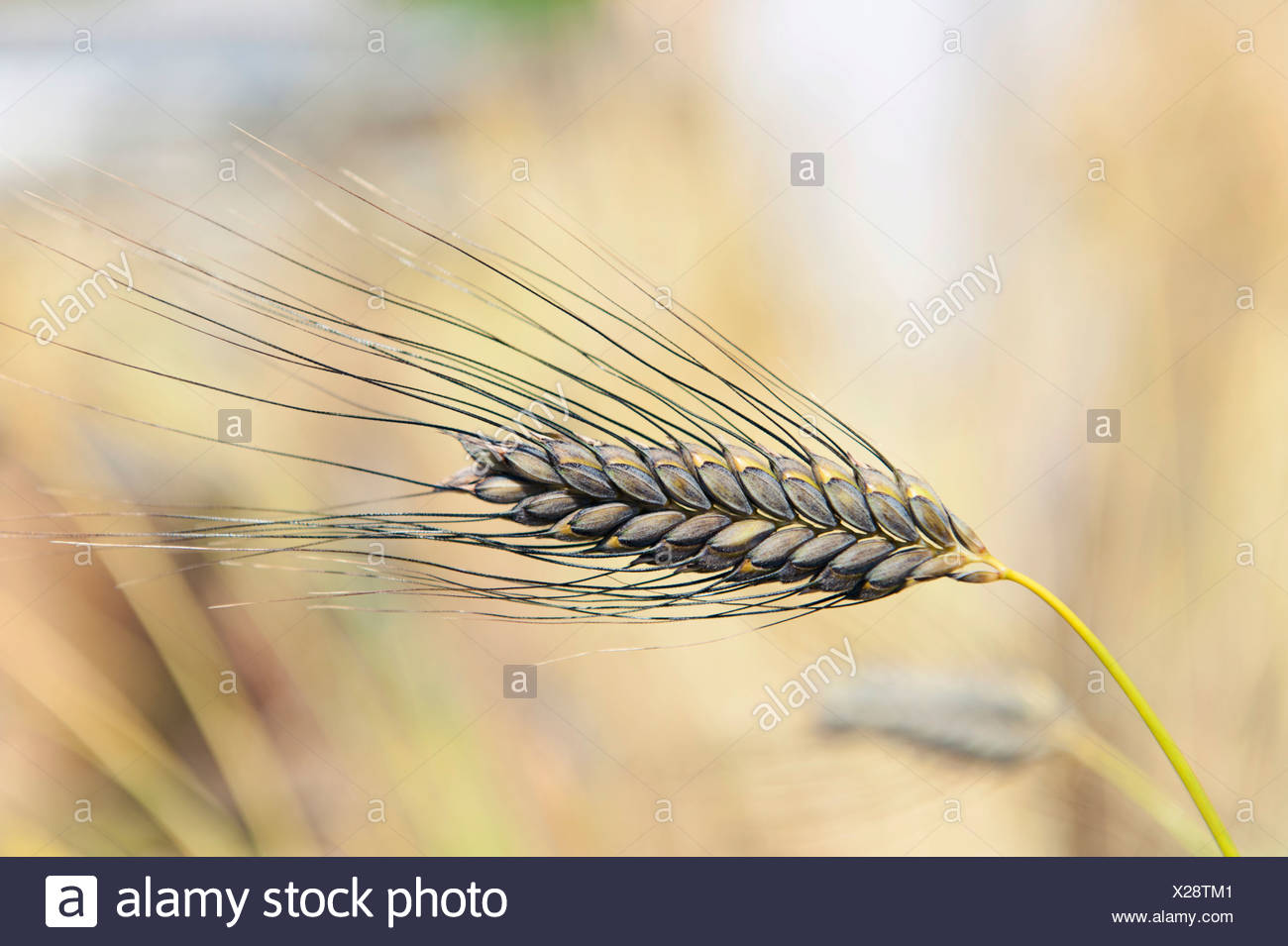Emmer Wheat High Resolution Stock Photography and Images - Alamy