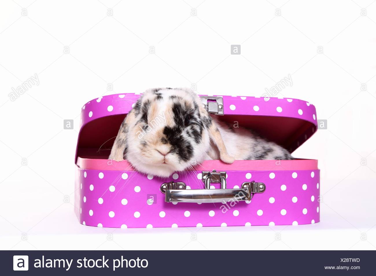 Black And White Lop Eared Rabbit High Resolution Stock Photography and ...