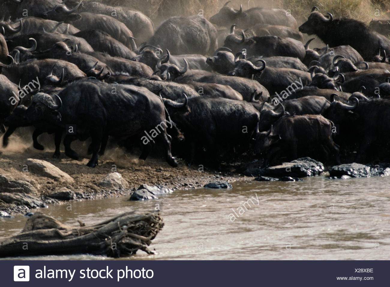 Buffalo Migration High Resolution Stock Photography and Images - Alamy