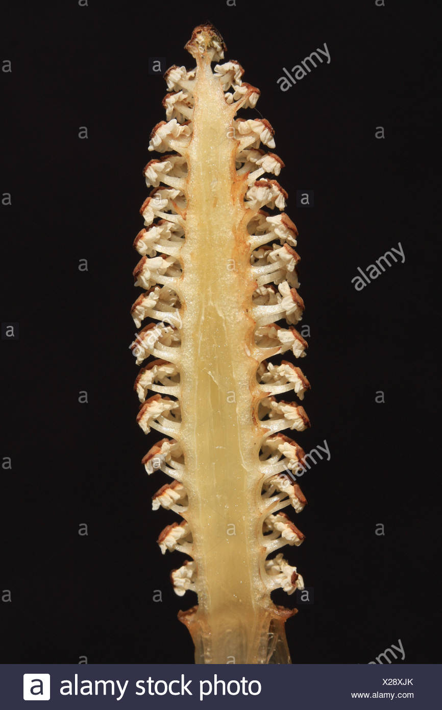 Longitudinale High Resolution Stock Photography and Images - Alamy