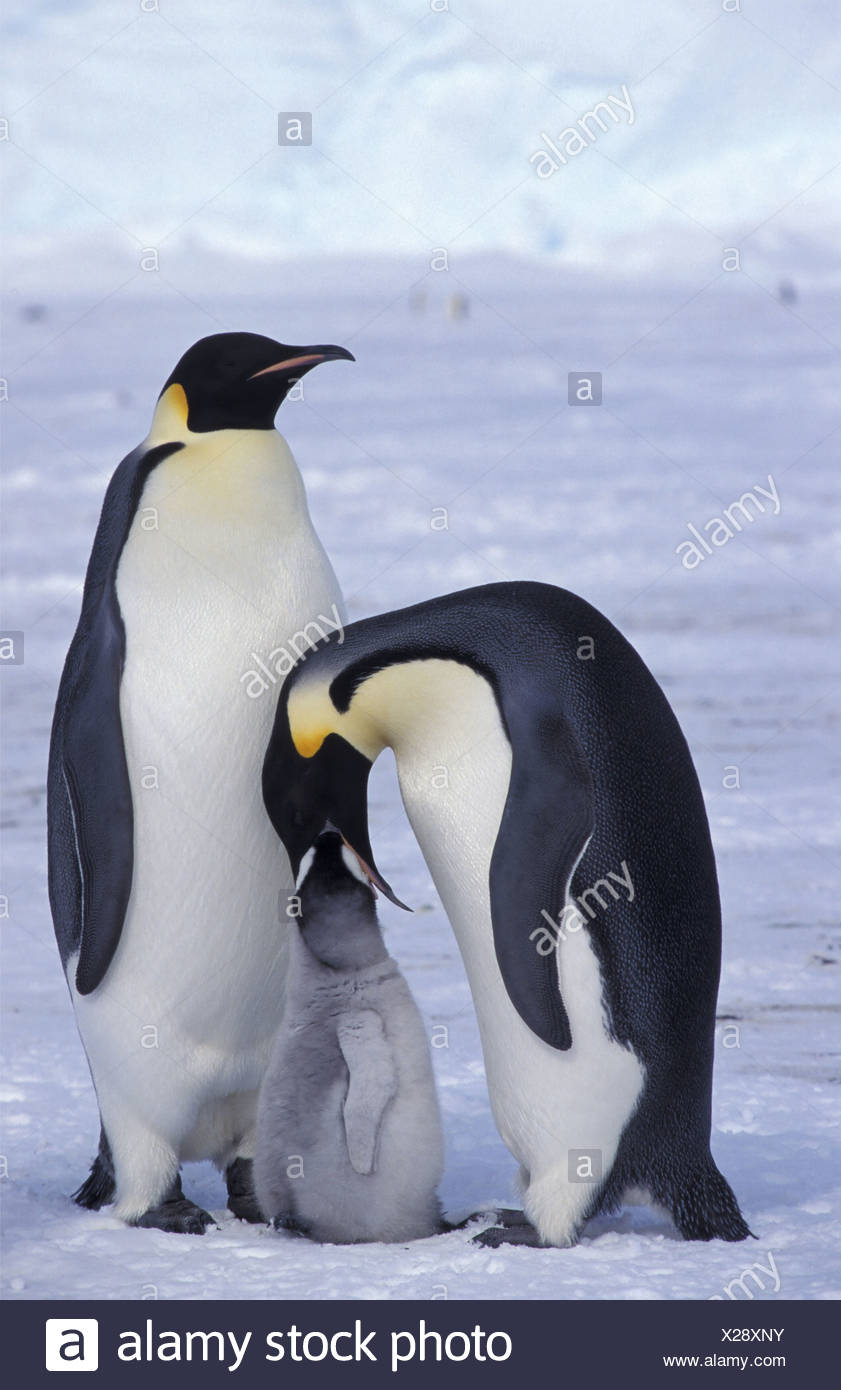 Emperor Penguin Stock Photos & Emperor Penguin Stock Images - Alamy