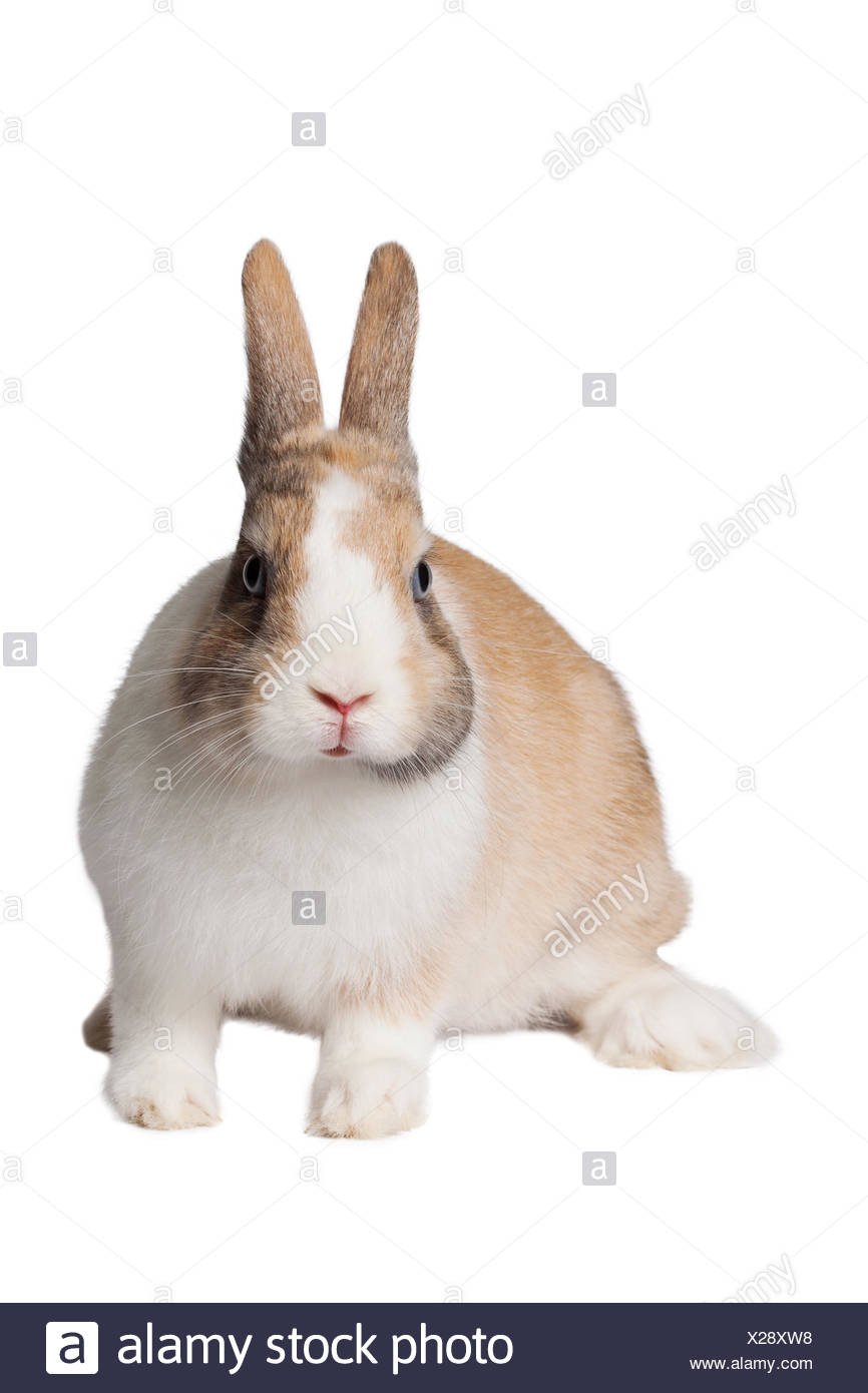 Hare Lip High Resolution Stock Photography and Images - Alamy