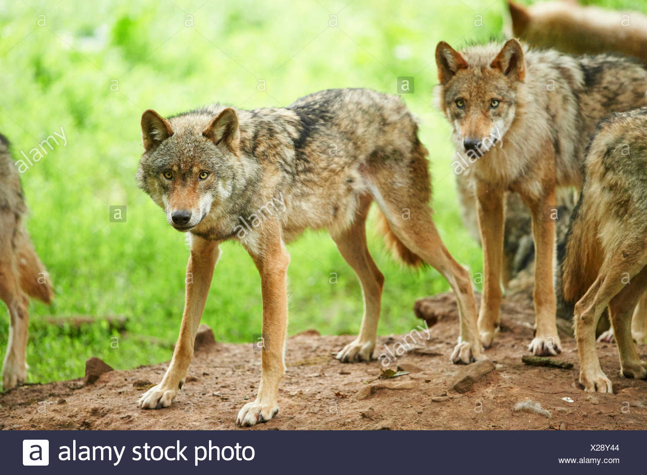 Pack Of Gray Wolves High Resolution Stock Photography and Images - Alamy