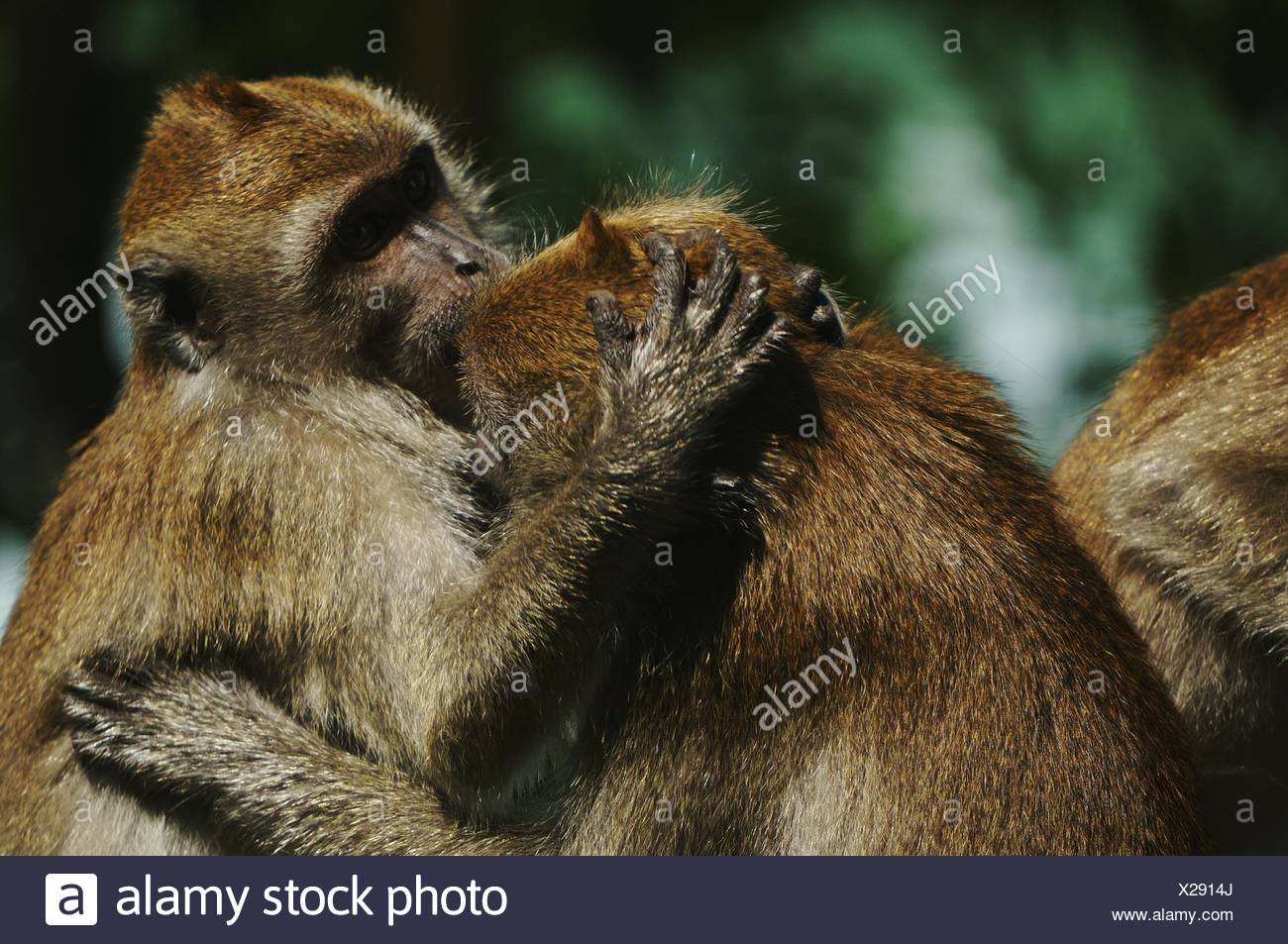 Mating Monkeys High Resolution Stock Photography and Images - Alamy