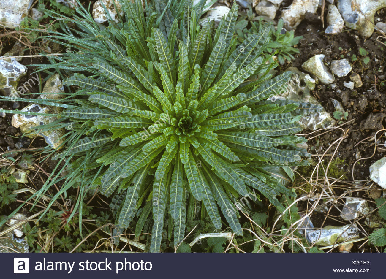Rosette Basal Leaves High Resolution Stock Photography and Images - Alamy