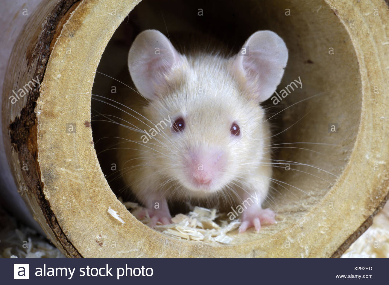 Farbmaus High Resolution Stock Photography and Images - Alamy