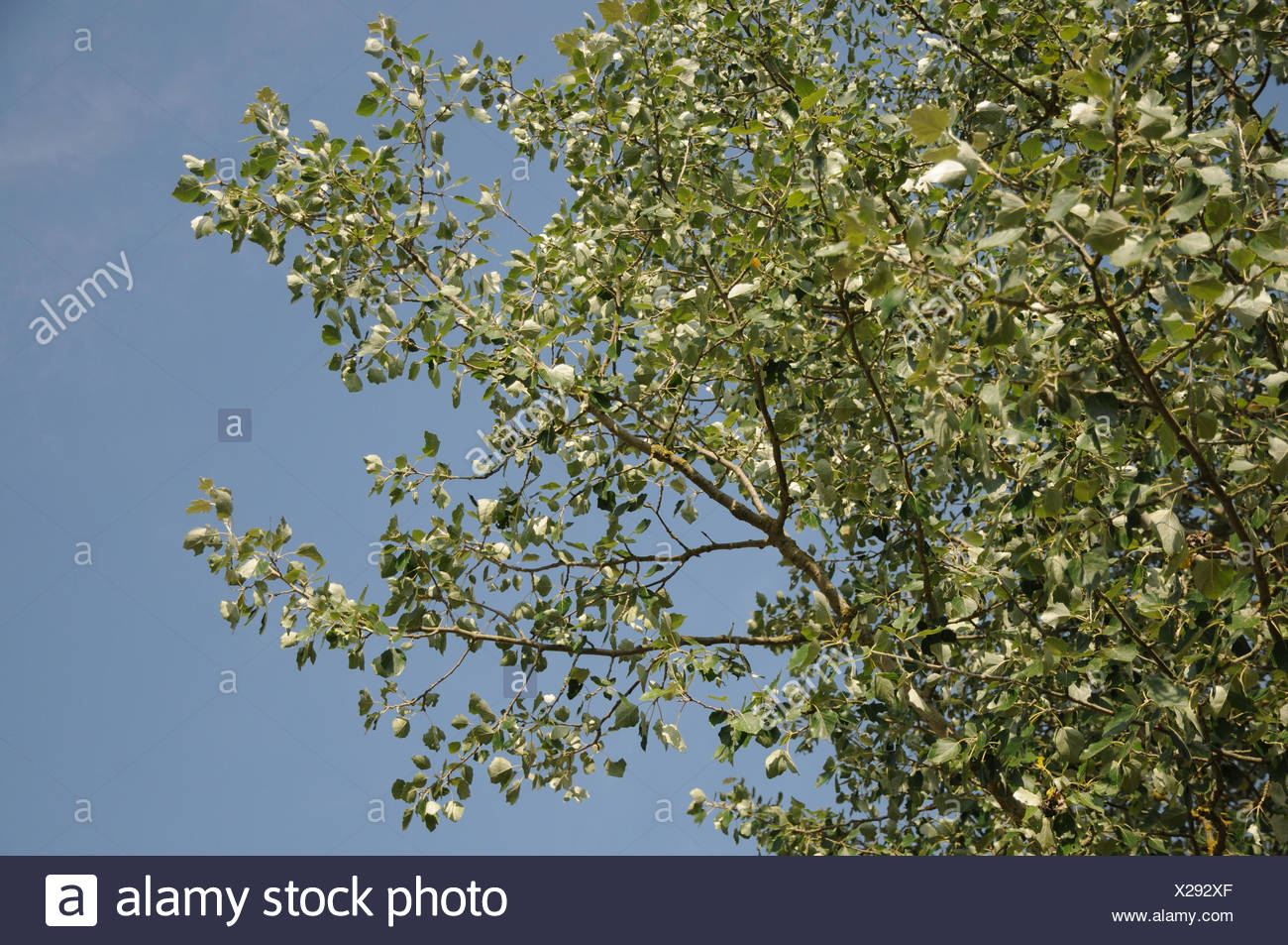 Weisspappel Silber Pappel Populus Alba High Resolution Stock ...