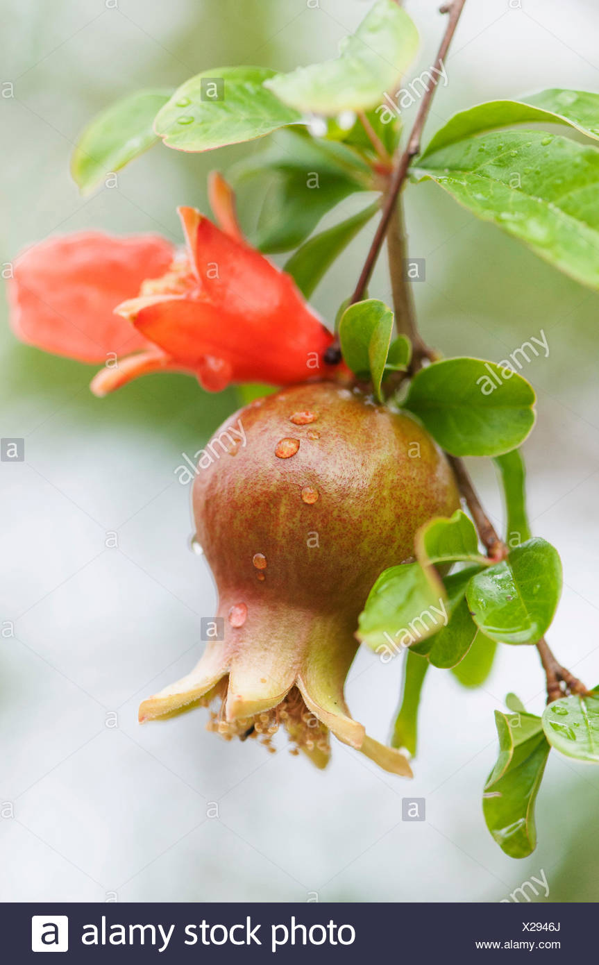 Libya National Flower High Resolution Stock Photography and Images - Alamy
