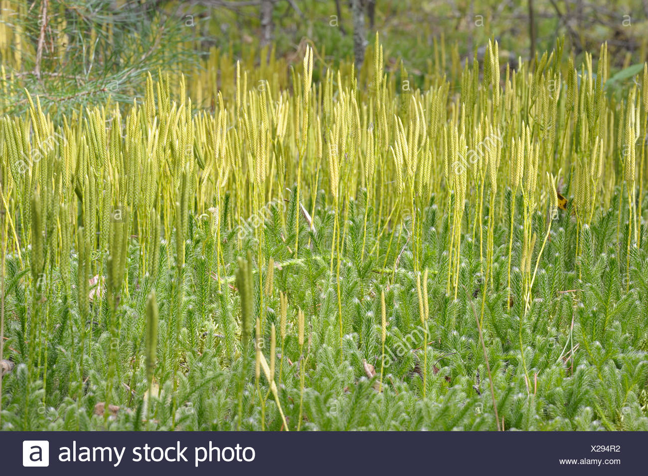 Lycopodium High Resolution Stock Photography and Images - Alamy