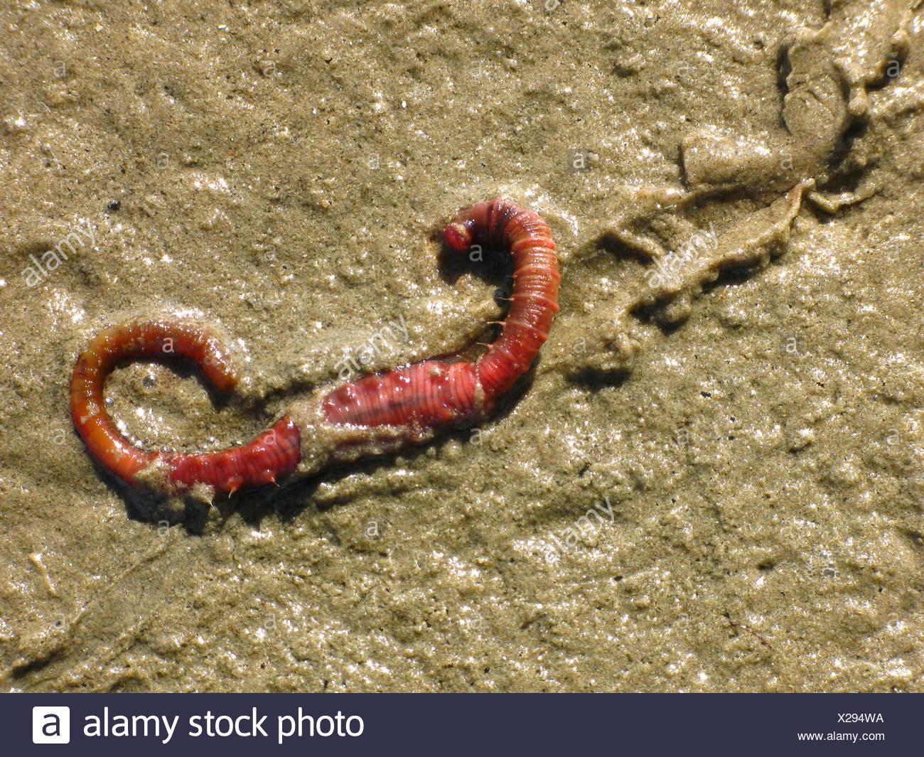 Lug Worm Stock Photos & Lug Worm Stock Images - Alamy