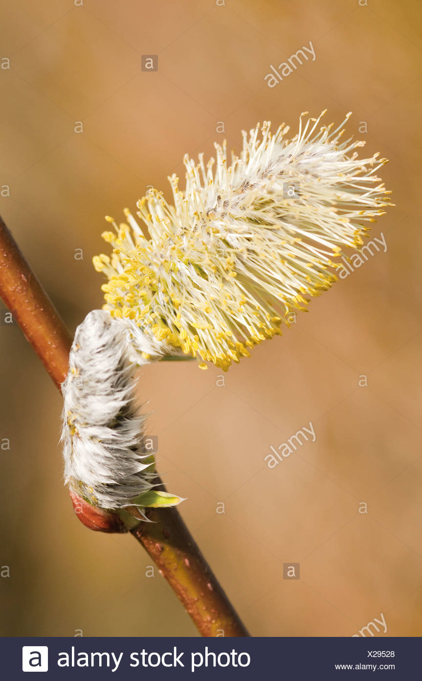 Osier Willow High Resolution Stock Photography and Images - Alamy