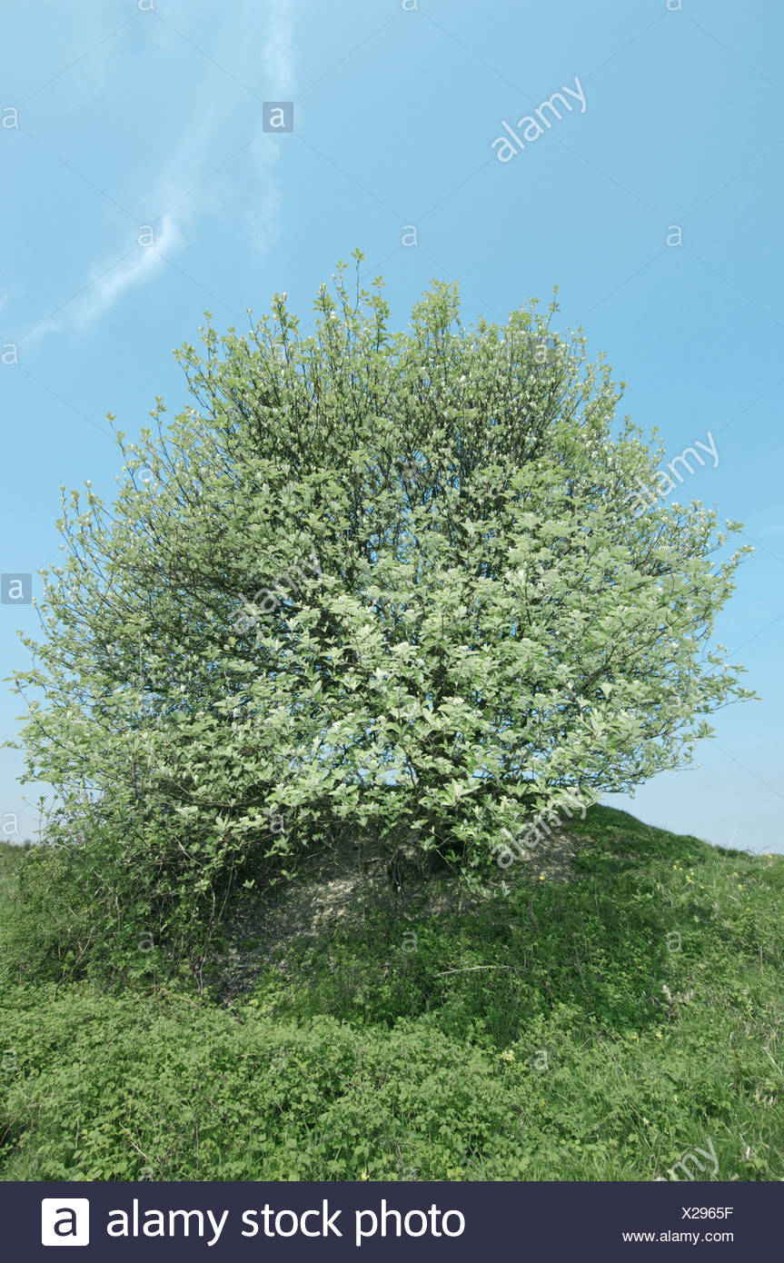 Whitebeam Tree Leaves Sorbus Aria High Resolution Stock Photography and ...